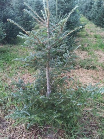 Ecology 3 Tree Farm – Orangeville, PA